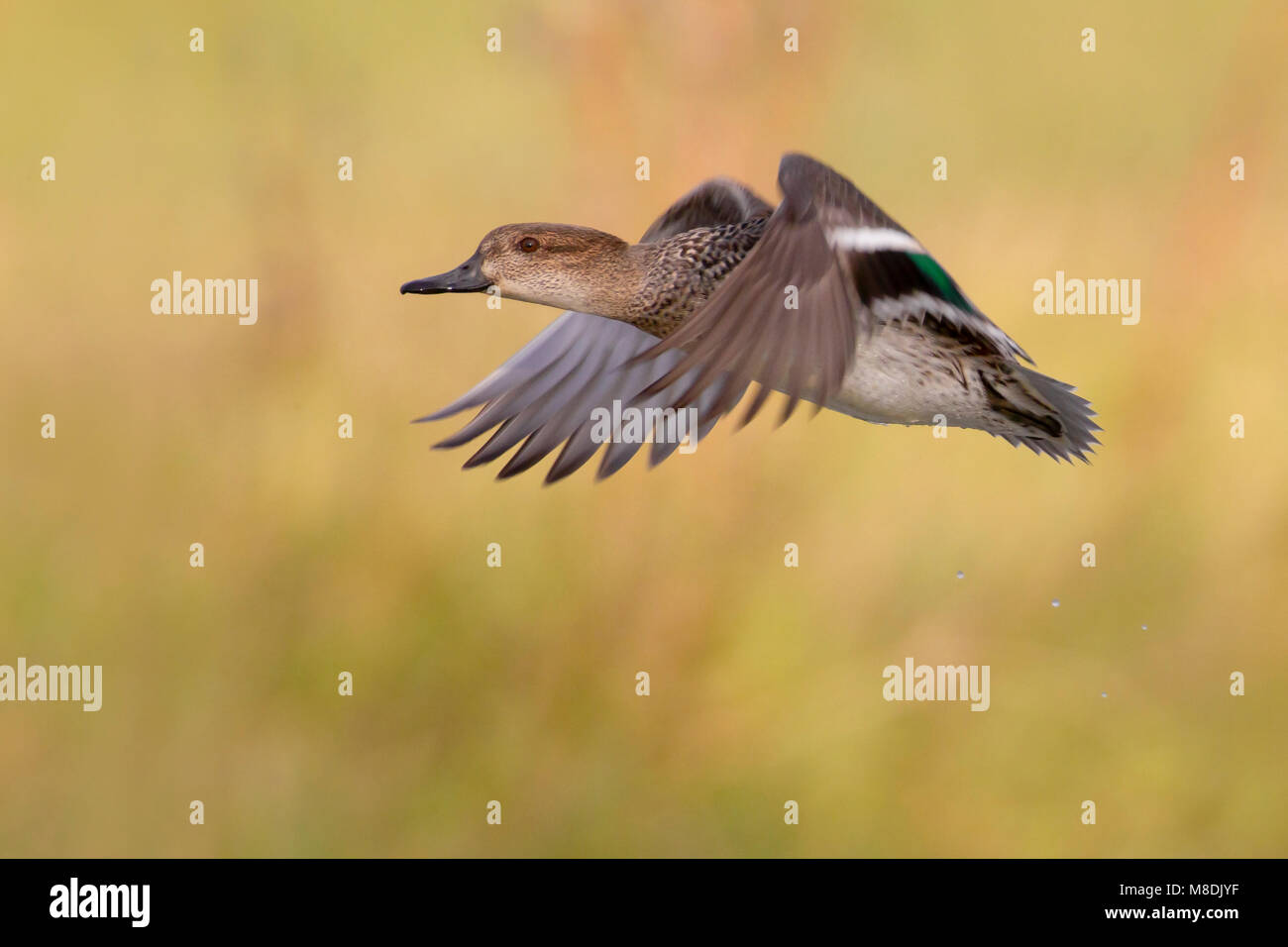 Vrouwtje Wintertaling in de vlucht; Female Common Teal in flight Stock ...