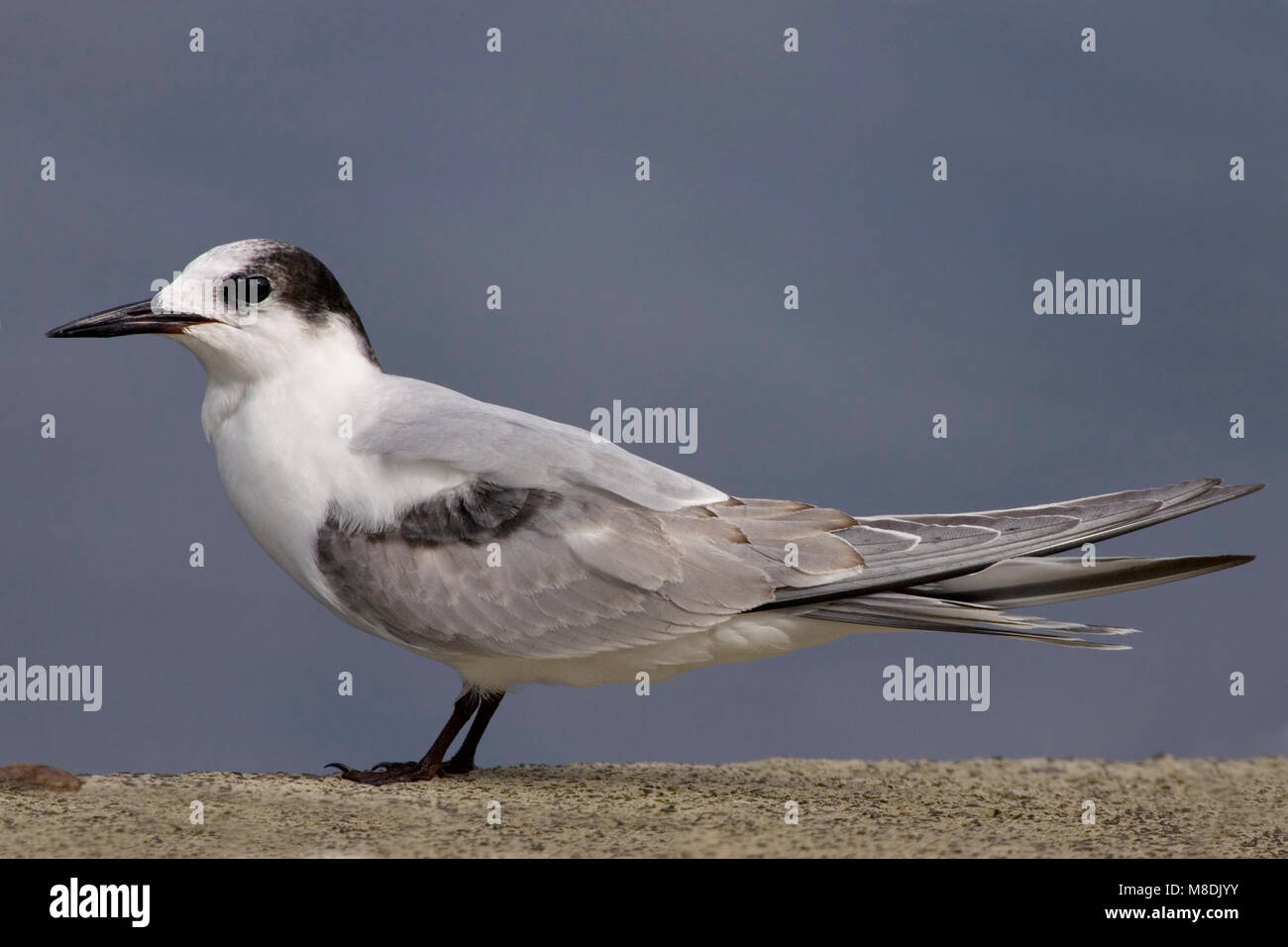 Visdief winterkleed; Common Tern winterplumage Stock Photo - Alamy