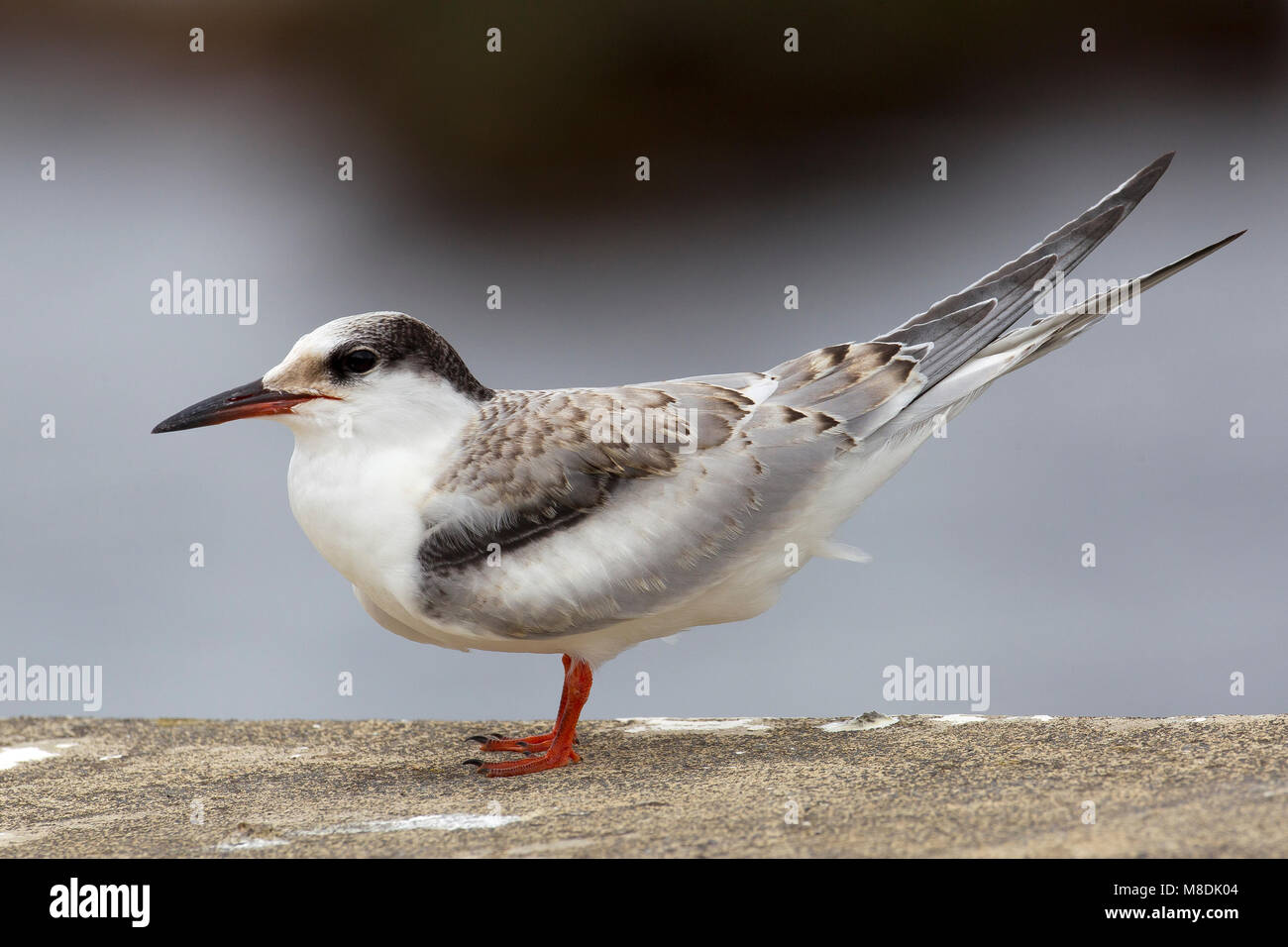 Visdiefje hi-res stock photography and images - Alamy