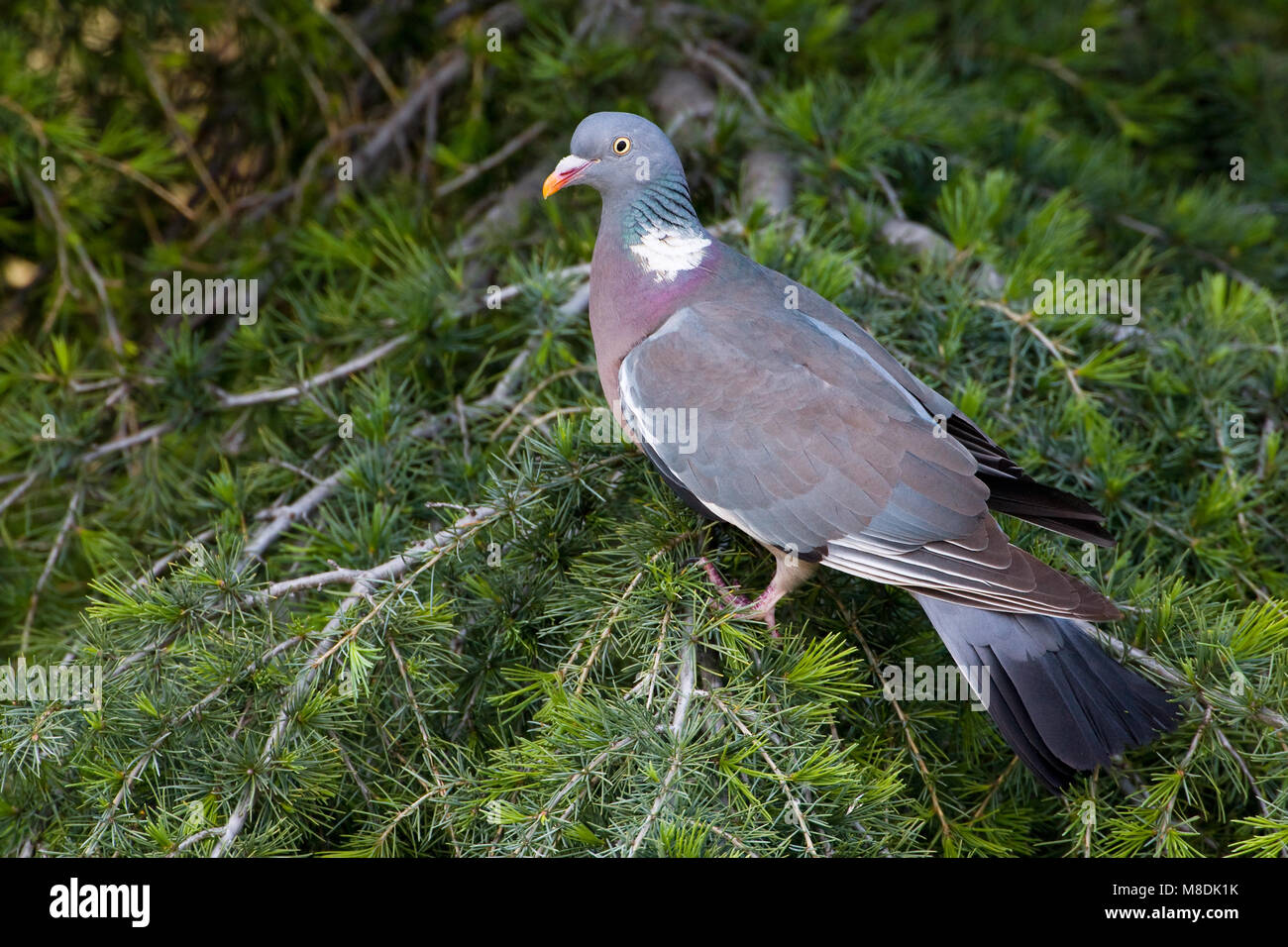 Houtduif in zit; Common Wood Pigeon perched Stock Photo - Alamy