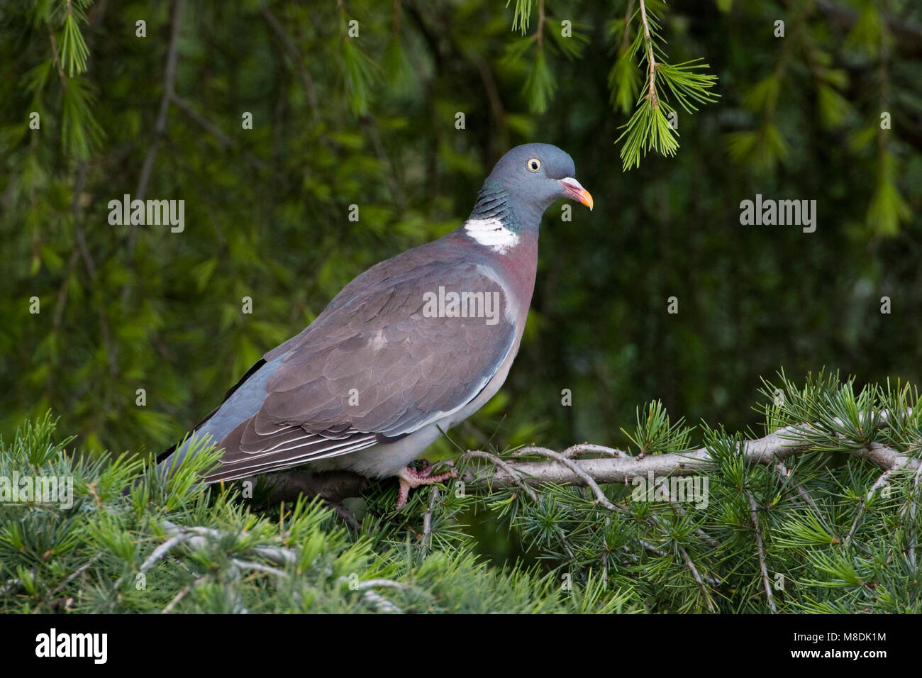 Houtduif in zit; Common Wood Pigeon perched Stock Photo - Alamy