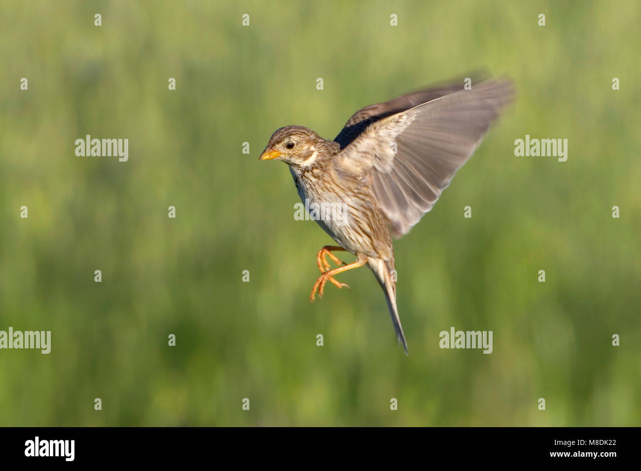 Grauwe Gors, Corn Bunting, Emberiza calandra Stock Photo - Alamy