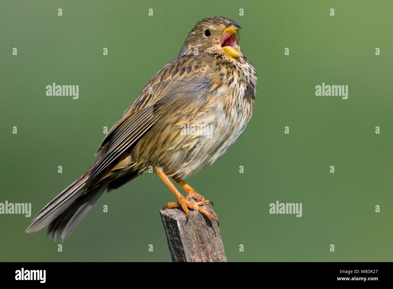Grauwe Gors, Corn Bunting, Emberiza calandra Stock Photo - Alamy