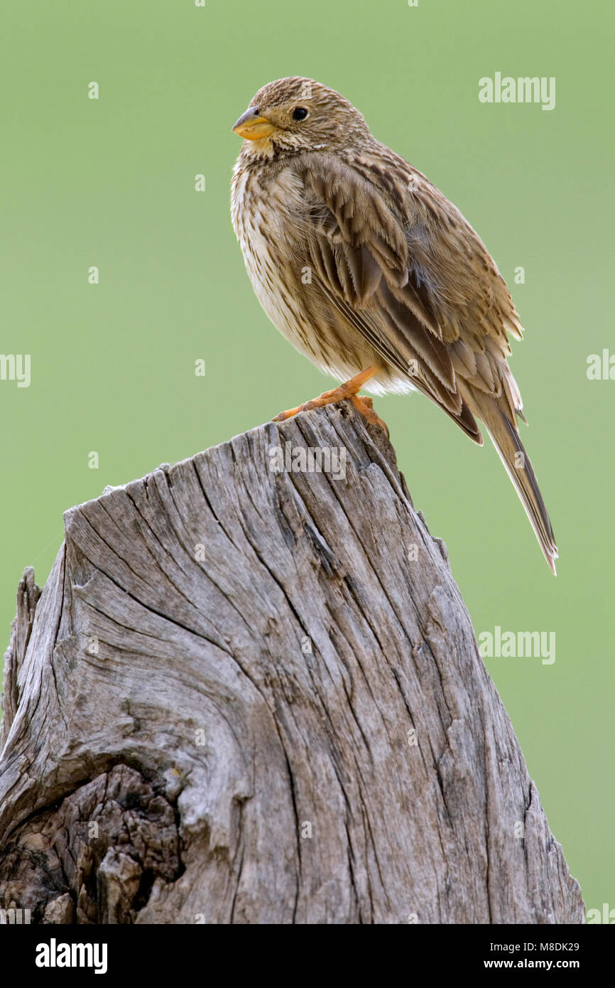 Grauwe Gors, Corn Bunting, Emberiza calandra Stock Photo - Alamy