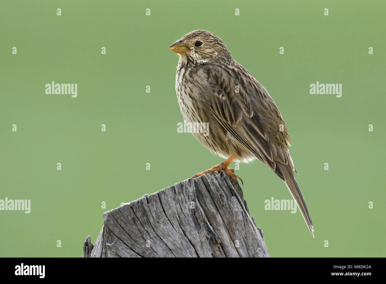Grauwe Gors, Corn Bunting, Emberiza calandra Stock Photo - Alamy
