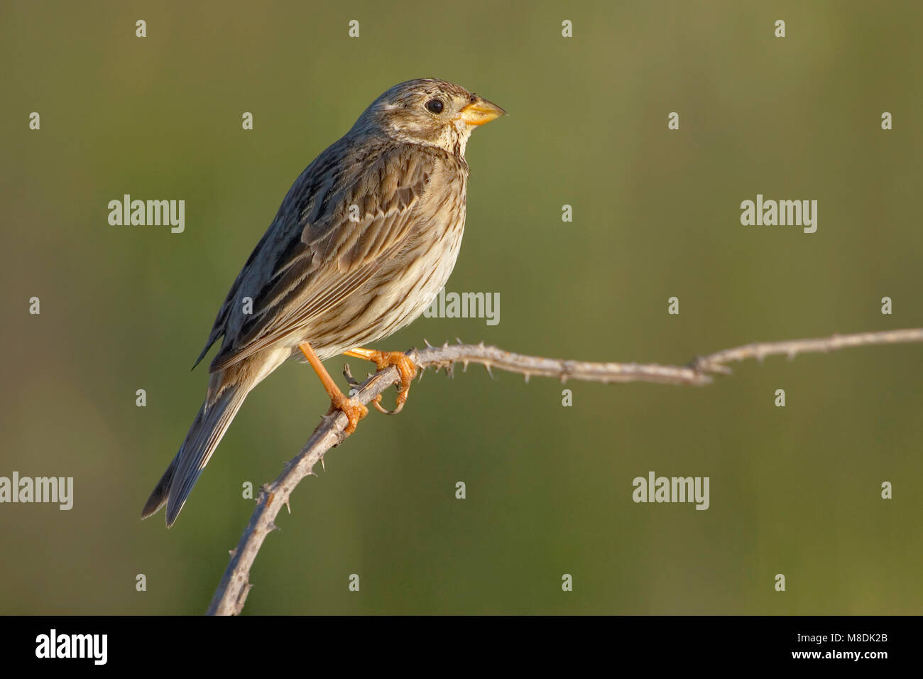Grauwe Gors, Corn Bunting, Emberiza calandra Stock Photo - Alamy
