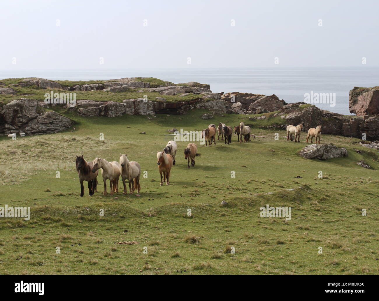 Isle of rum wildlife hi-res stock photography and images - Alamy