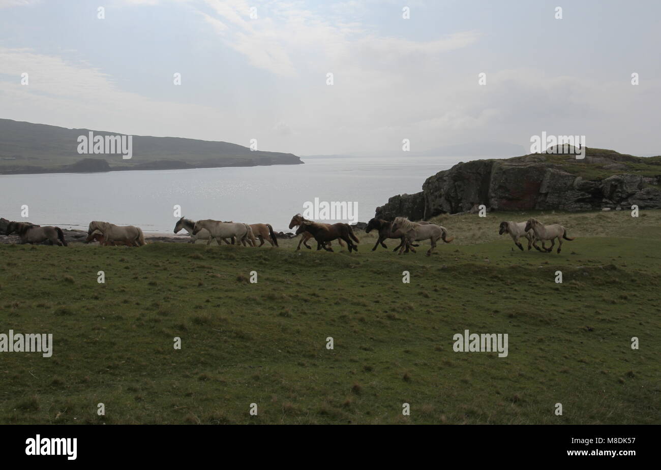 Wild rum ponies Isle of Rum Scotland June 2012 Stock Photo - Alamy