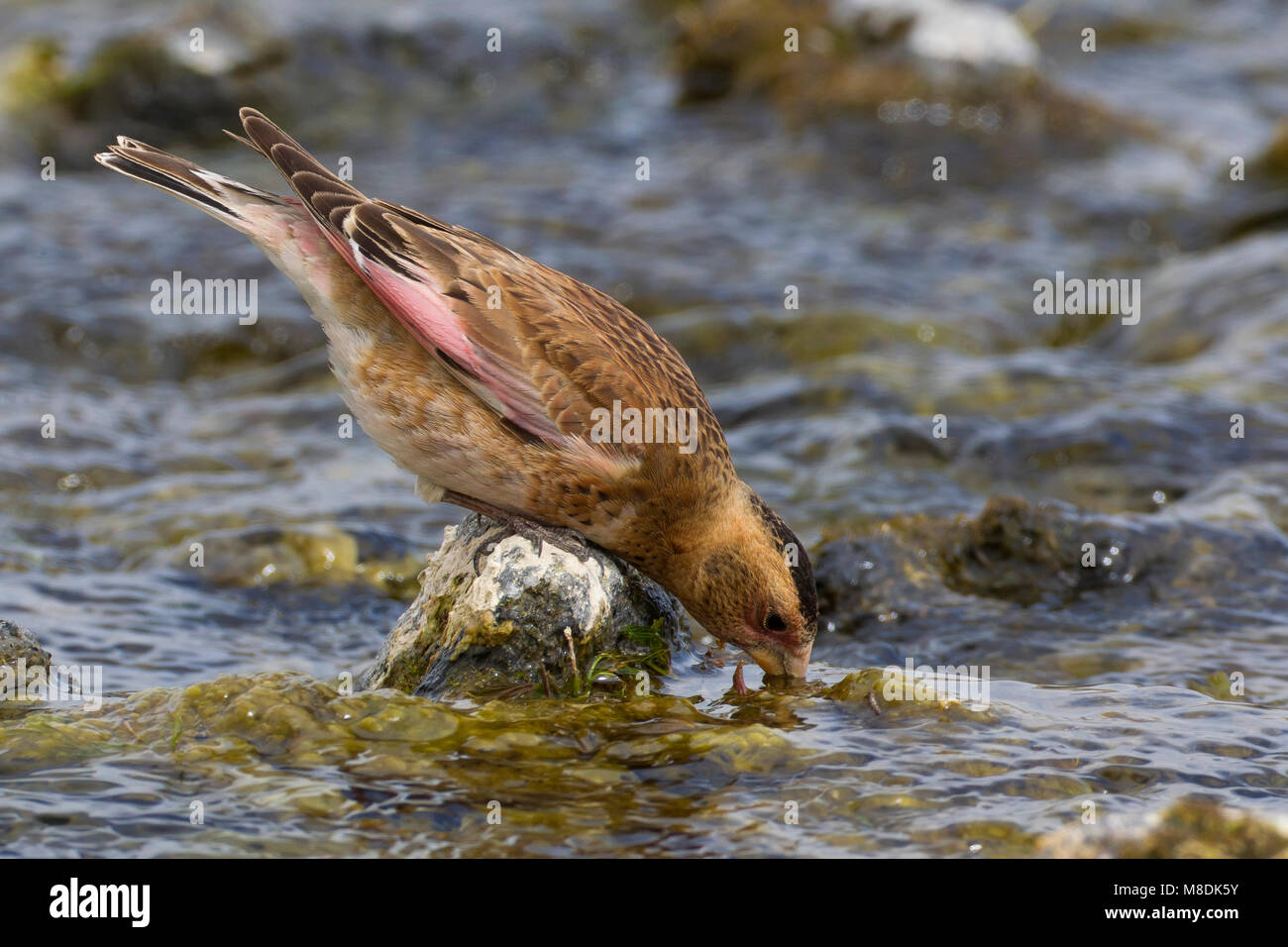 Asian crimson winged finch hi-res stock photography and images - Alamy