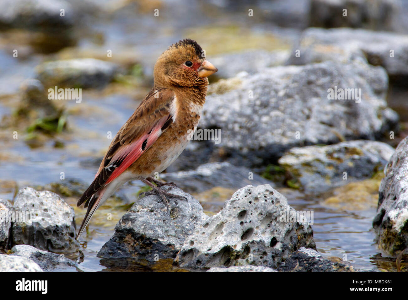 Mannetje Rode Bergvink in berg beekje, Male Asian Crimson-winged Finch ...