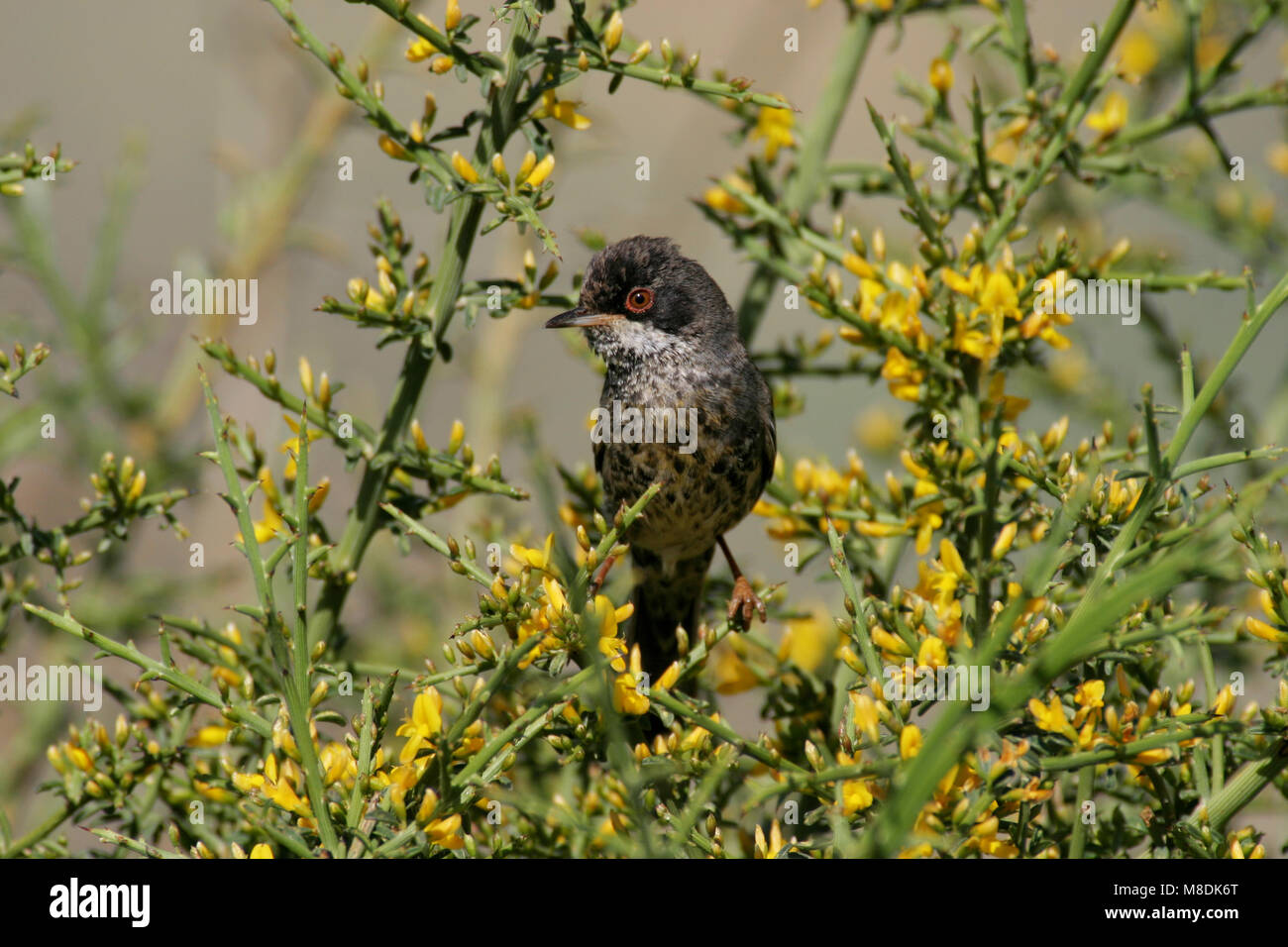 Mannetje Cyprusgrasmus in lage struikjes; Male Cyprus Warbler in low ...
