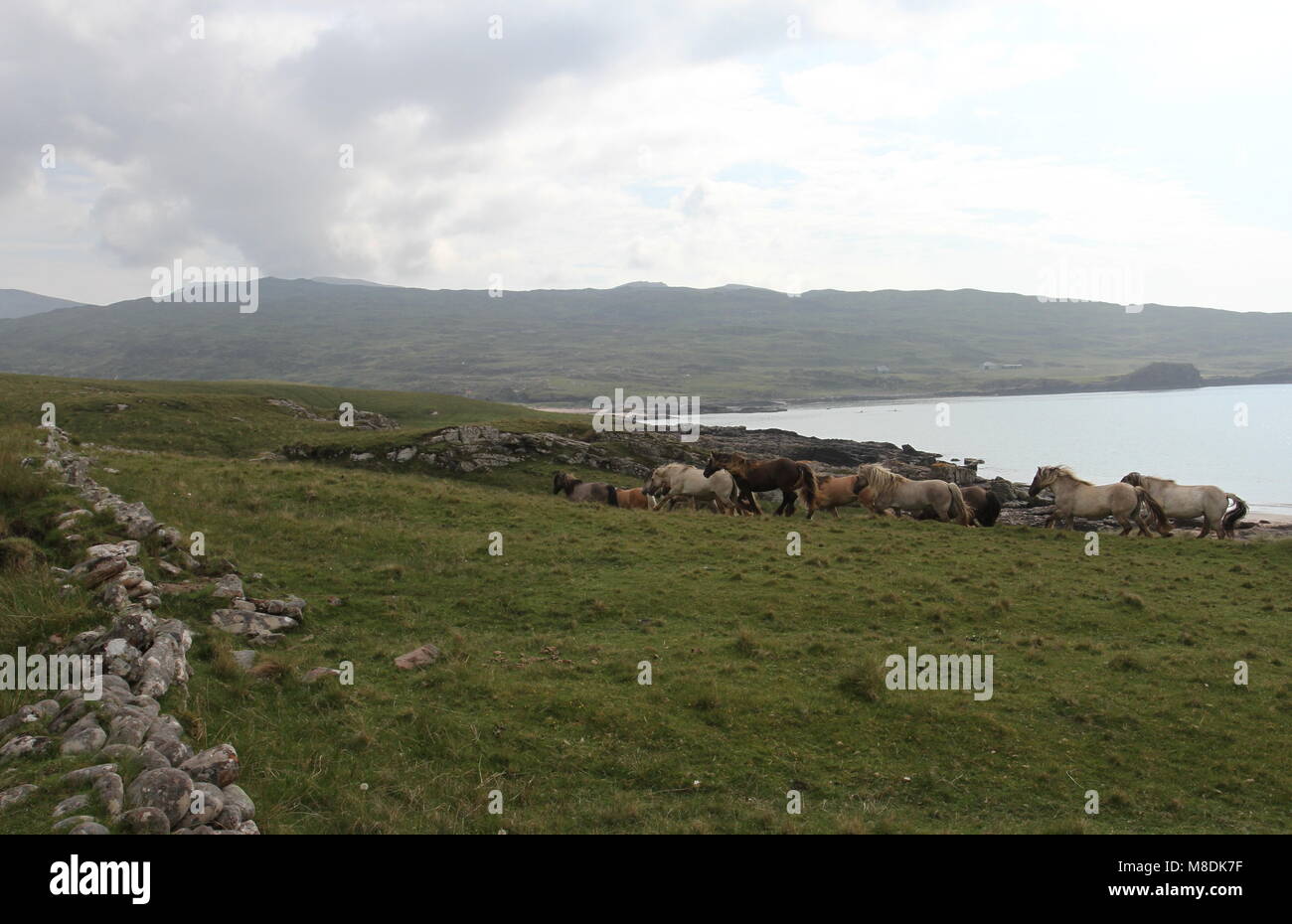 Isle of rum wildlife hi-res stock photography and images - Alamy