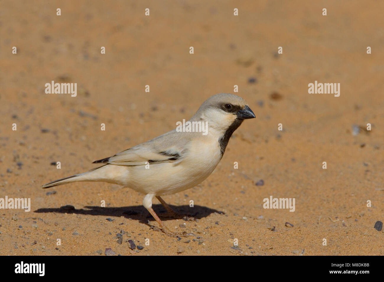 Woestijnmus in typisch habitat; Desert Sparrow in typical habitat Stock ...