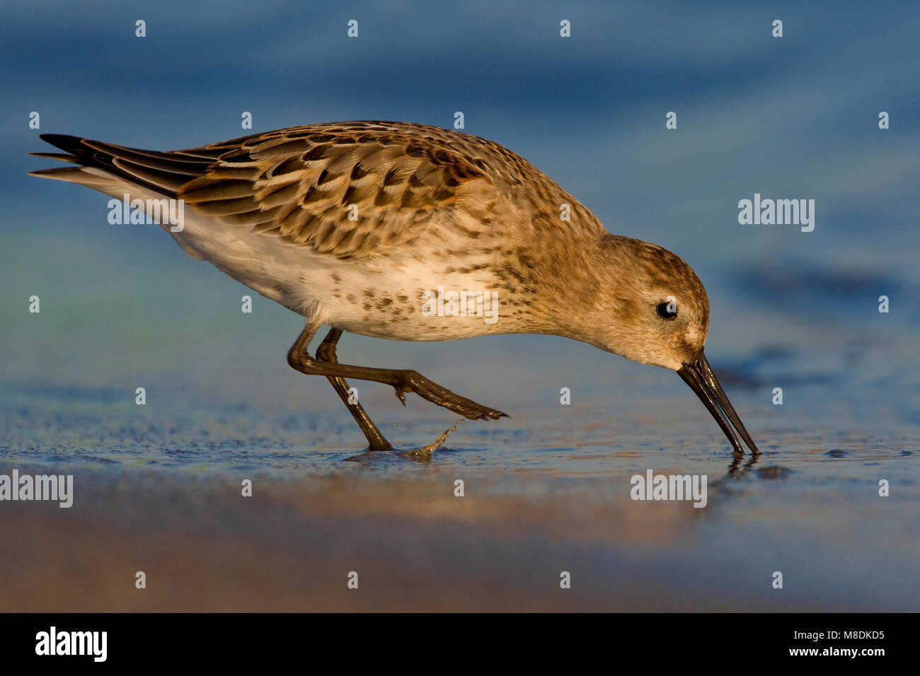 Onvolwassen Bonte Strandloper; Immature Dunlin Stock Photo - Alamy