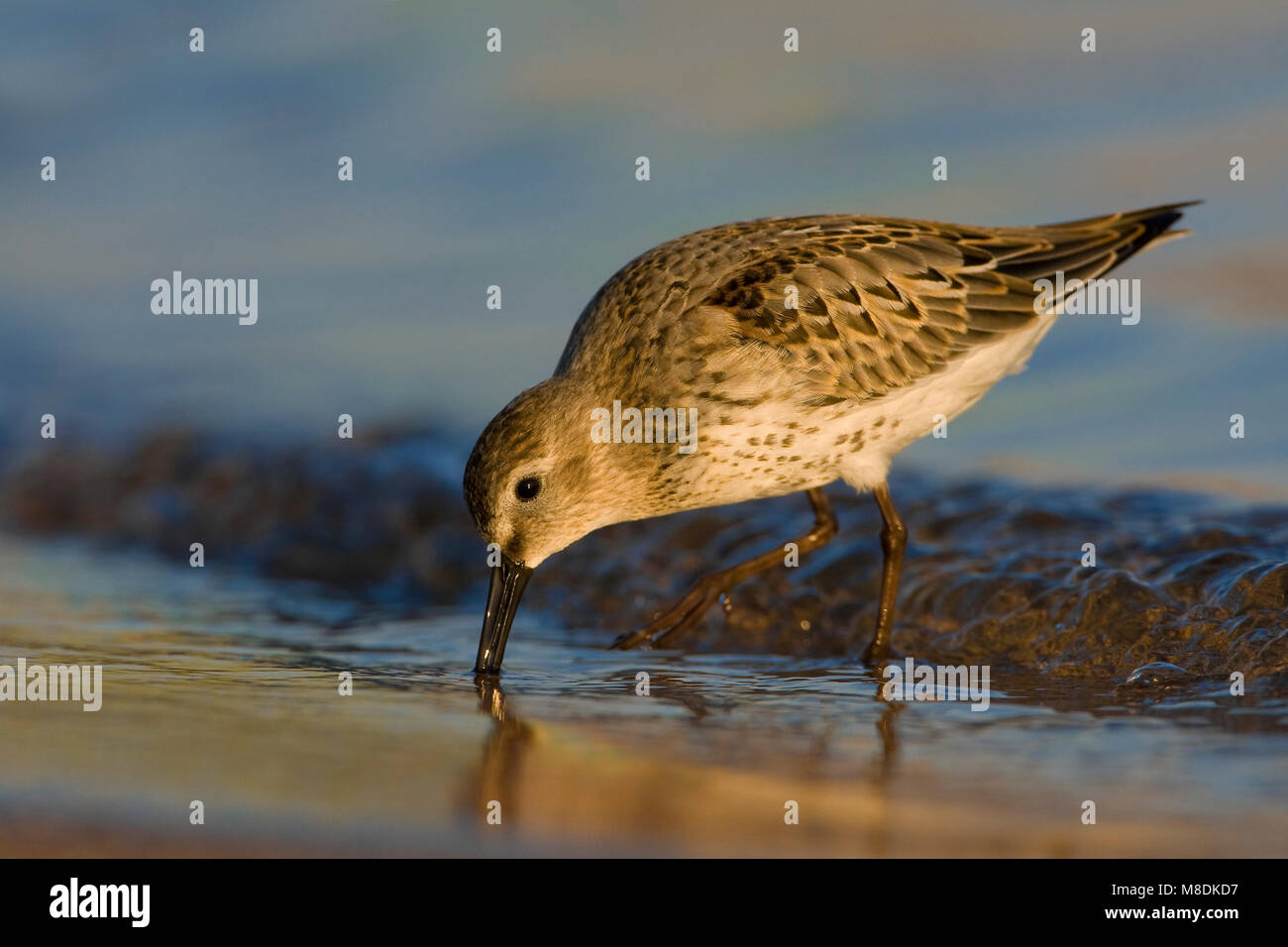 Onvolwassen Bonte Strandloper; Immature Dunlin Stock Photo - Alamy