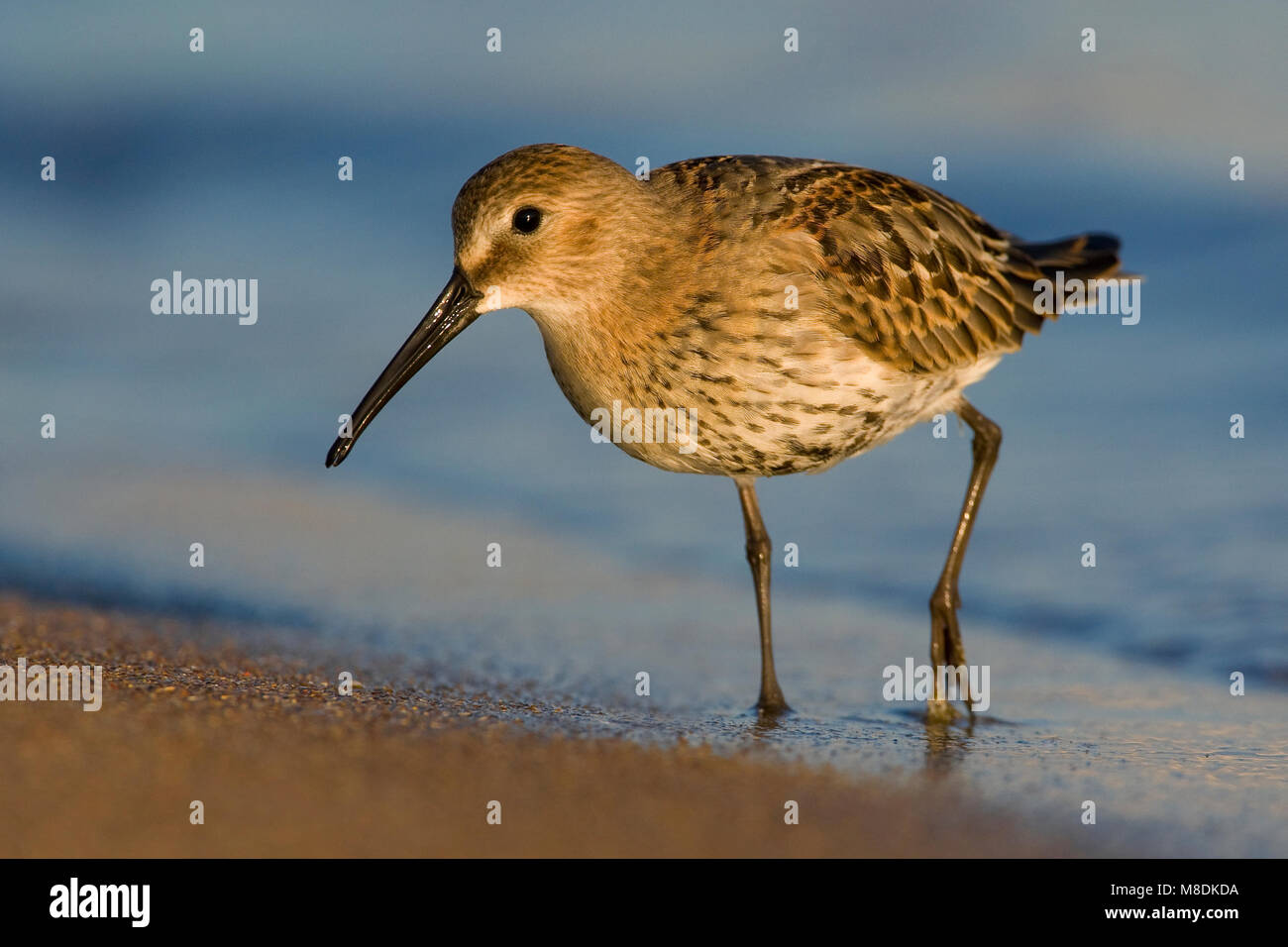 Onvolwassen Bonte Strandloper; Immature Dunlin Stock Photo - Alamy