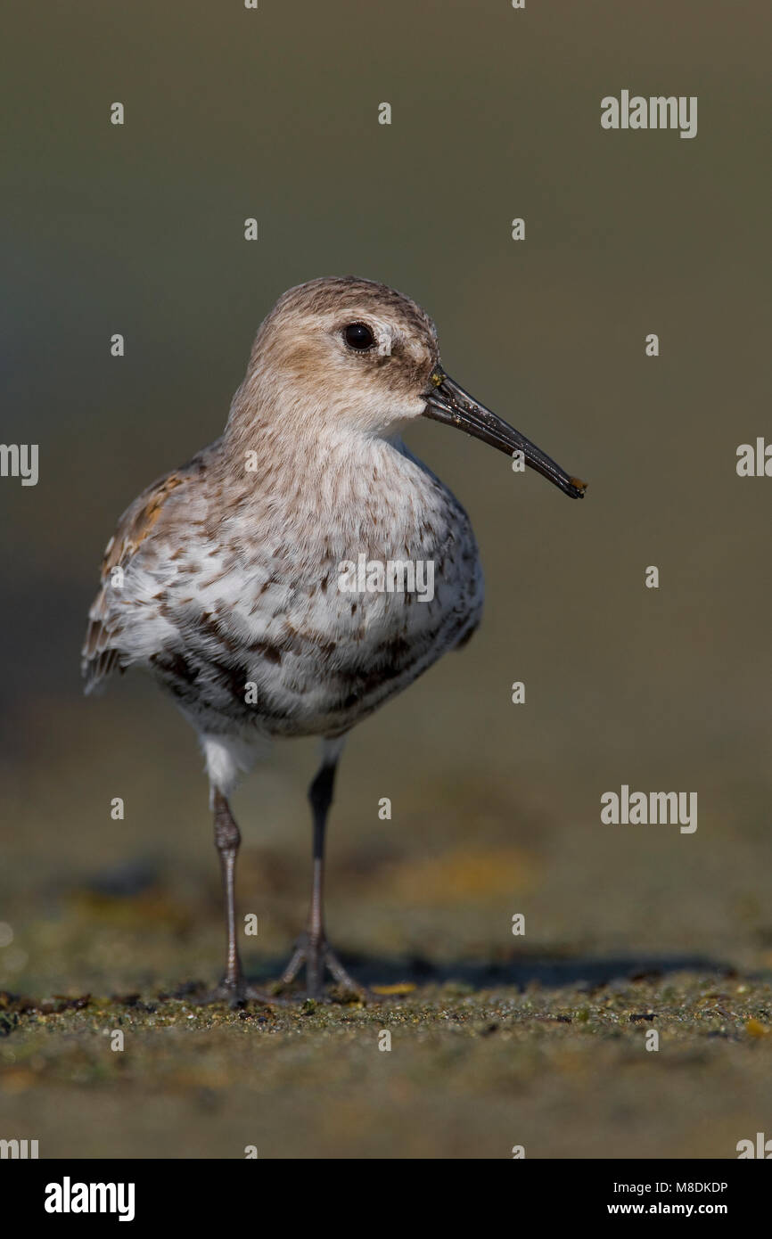 Volwassen Bonte Strandloper ruiend naar winterkleed; Adult Dunlin ...