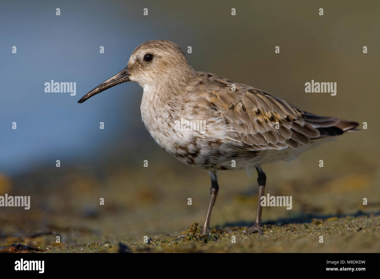 Volwassen Bonte Strandloper ruiend naar winterkleed; Adult Dunlin ...
