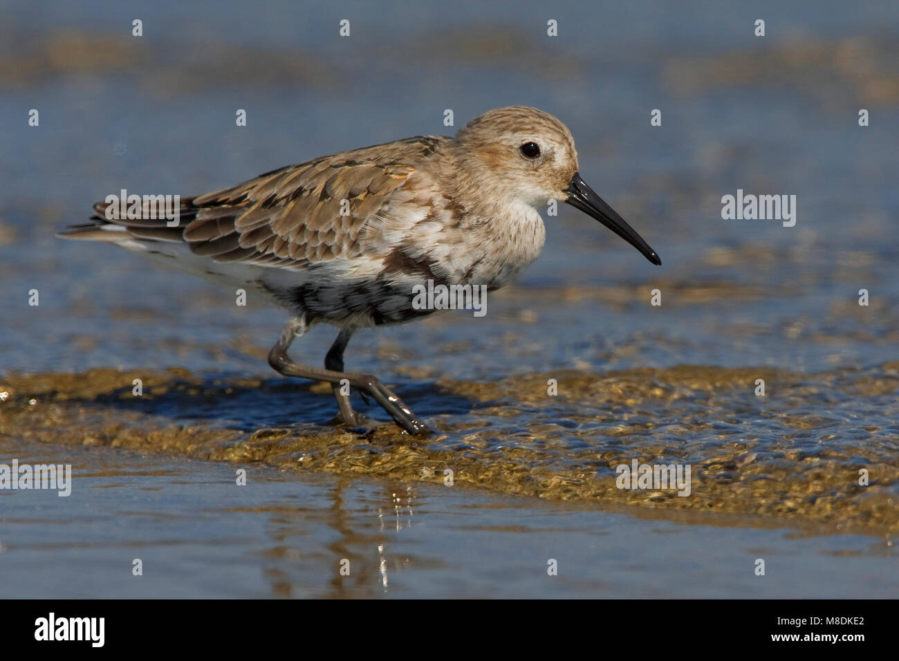 Volwassen Bonte Strandloper ruiend naar winterkleed; Adult Dunlin ...
