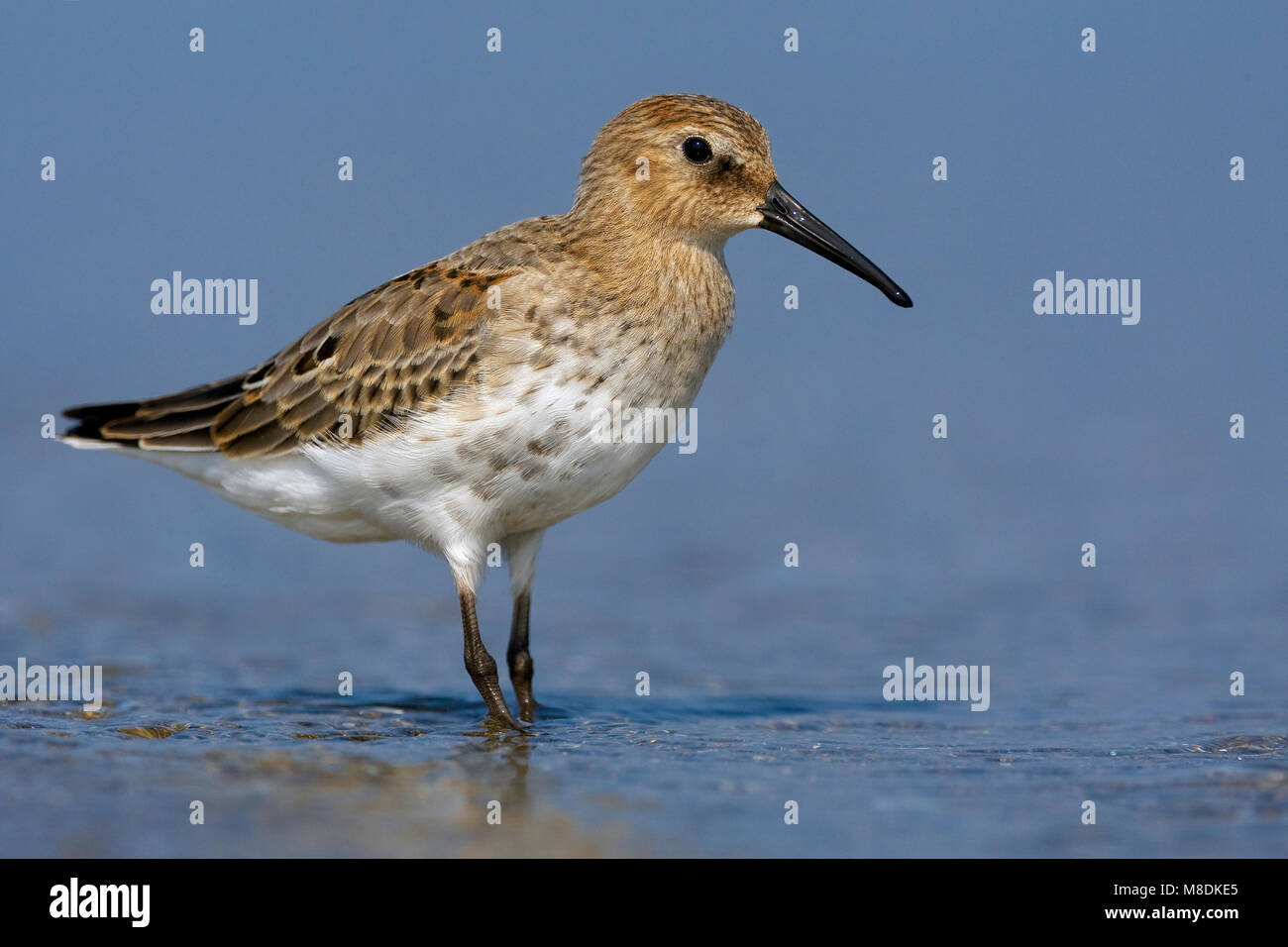 Bonte Strandloper; Dunlin Stock Photo - Alamy