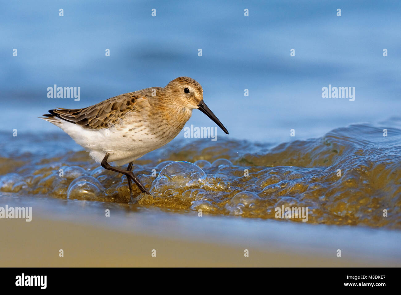 Bonte Strandloper; Dunlin Stock Photo - Alamy