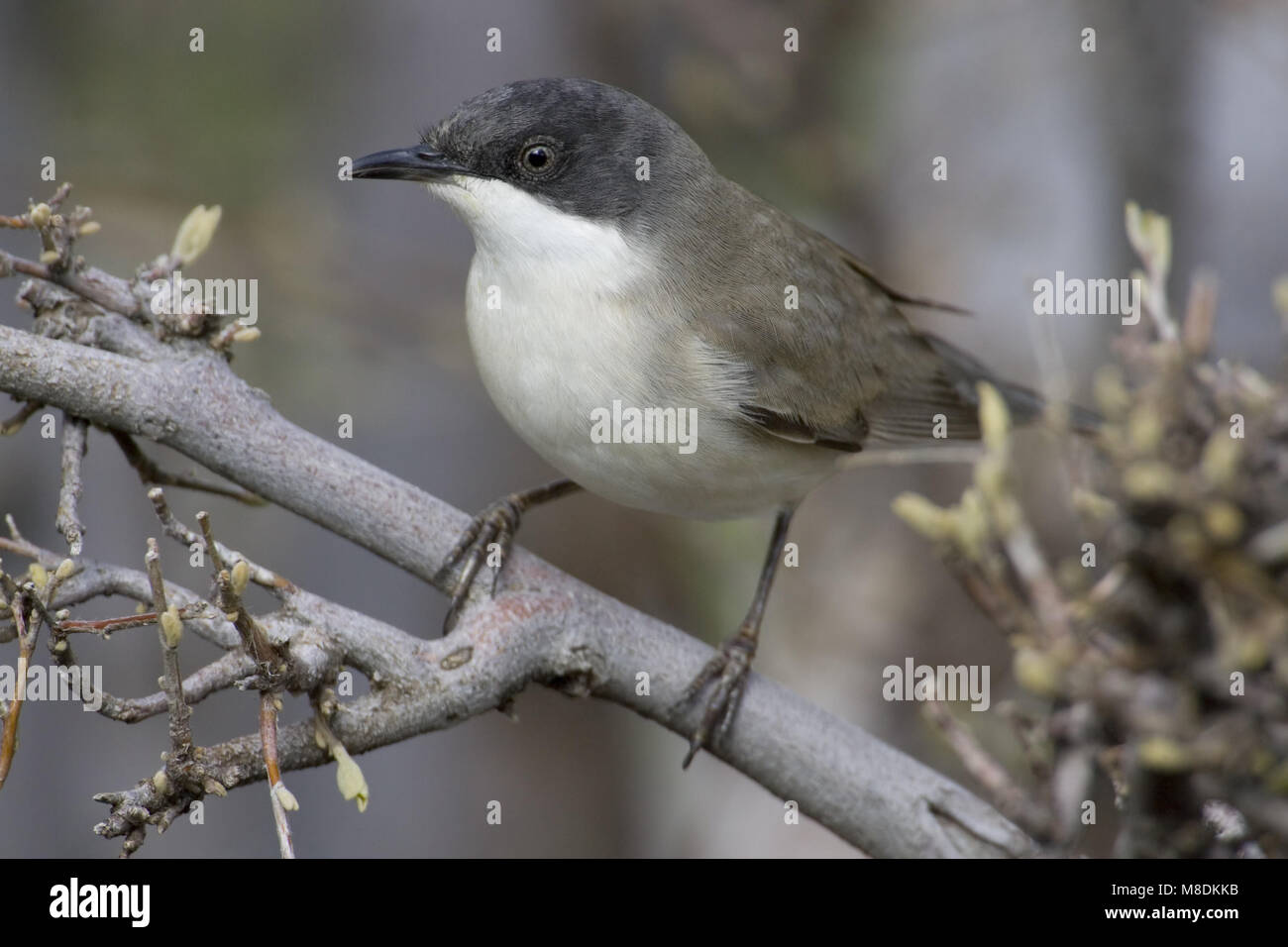 Eastern Orphean Warbler perched; Orpheusgrasmus zittend Stock Photo - Alamy