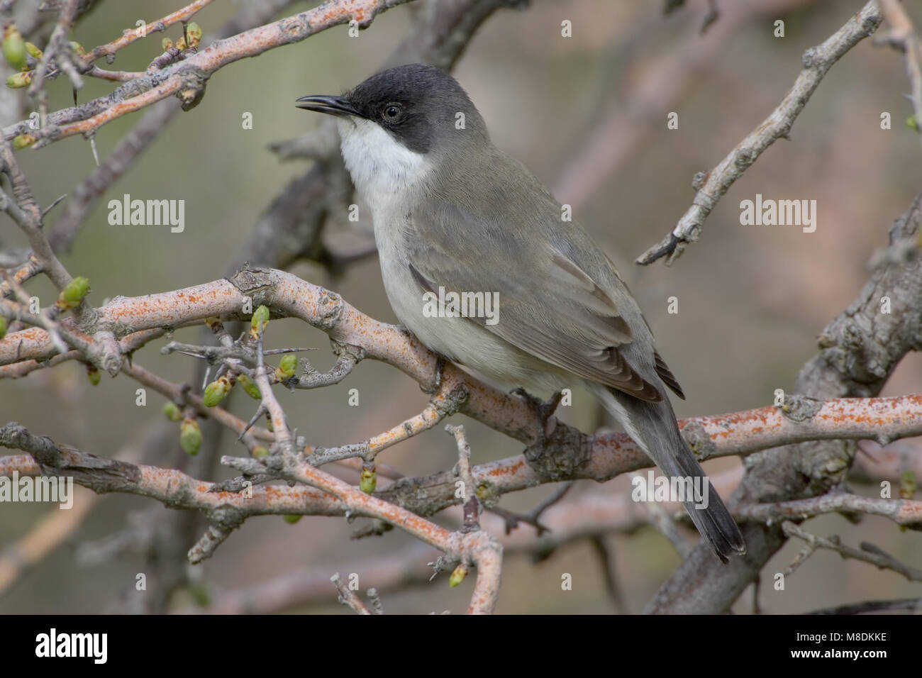 Eastern Orphean Warbler perched; Orpheusgrasmus zittend Stock Photo - Alamy