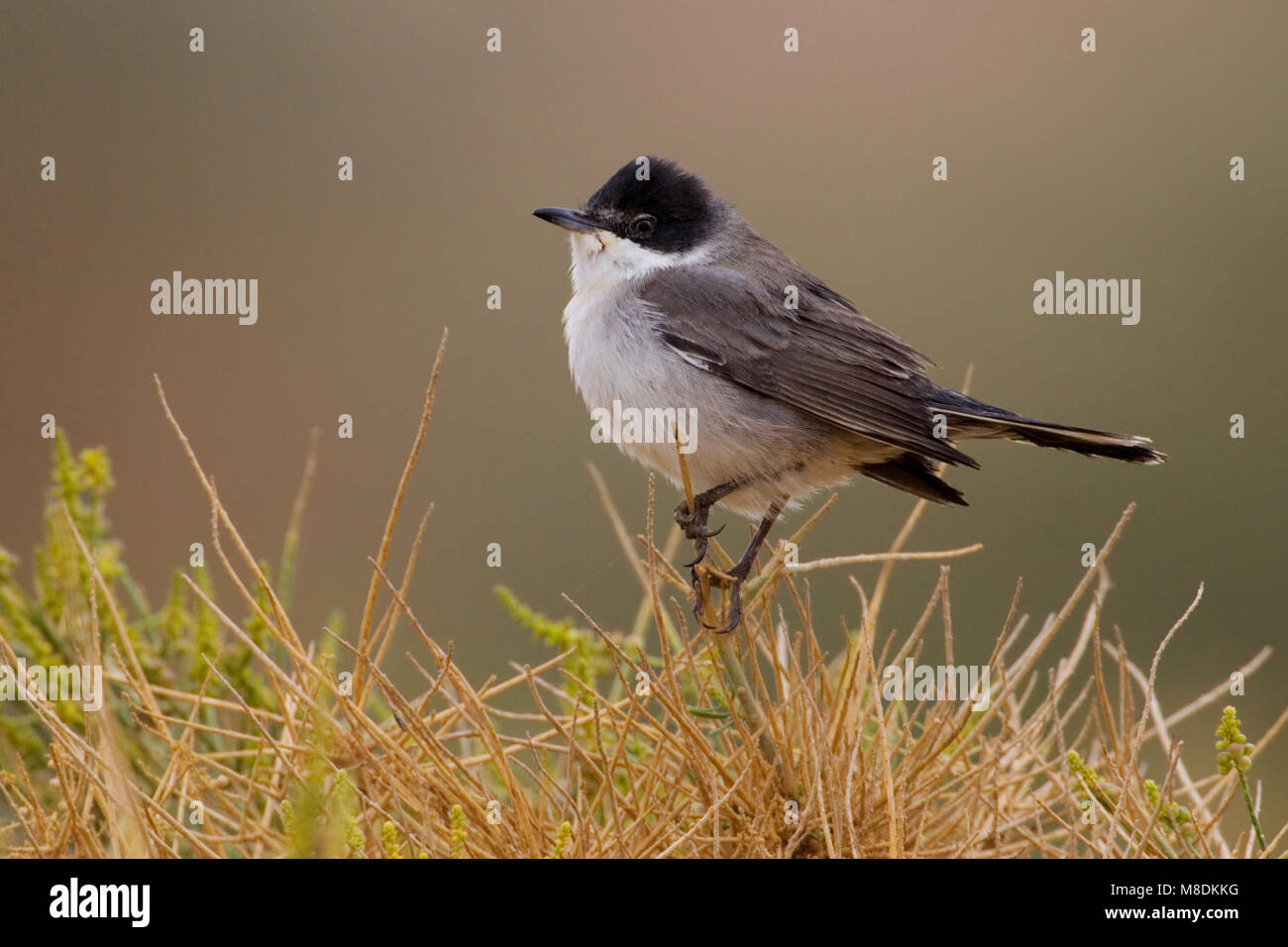 Eastern Orphean Warbler perched; Orpheusgrasmus zittend Stock Photo - Alamy