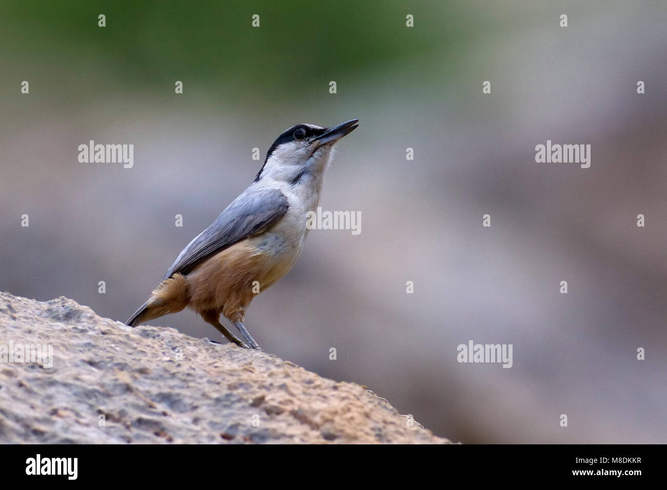 Eastern Nuthatch High Resolution Stock Photography and Images - Alamy