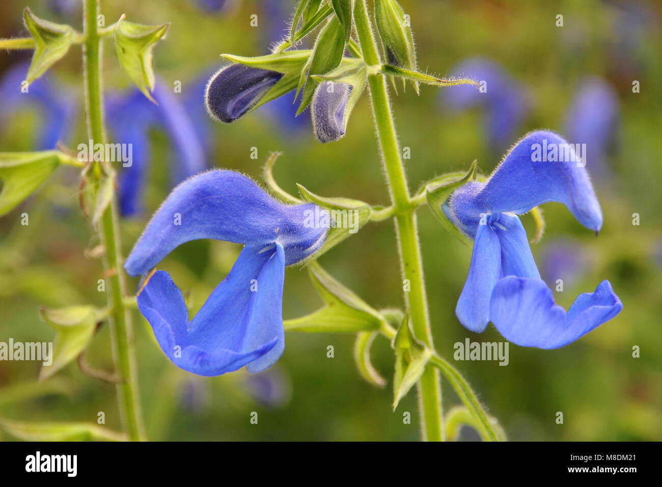 Salvia guaranitica 'Blue Enigma' (Anise-scented sage 'Blue Enigma ...