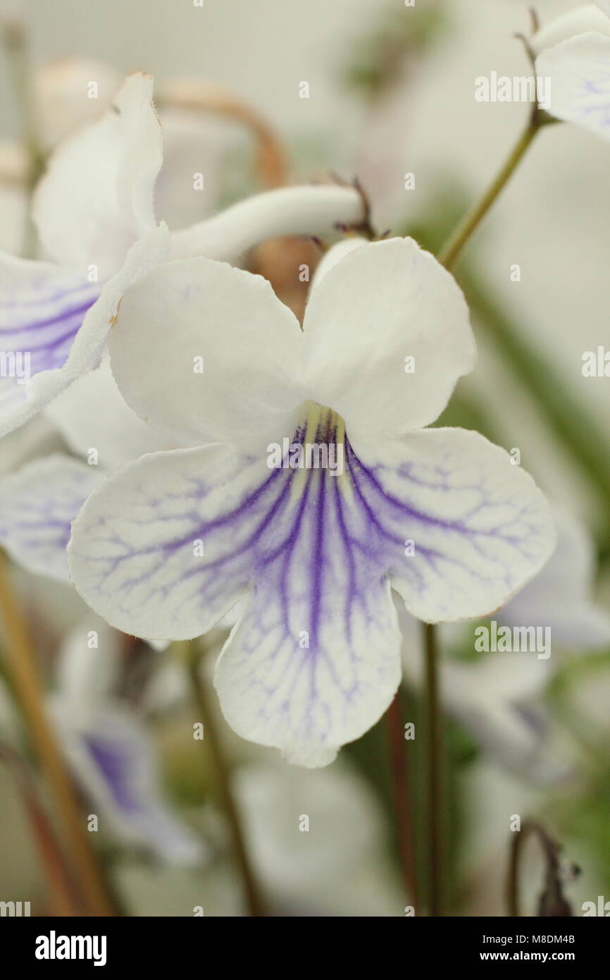 Cape primroses hi-res stock photography and images - Alamy