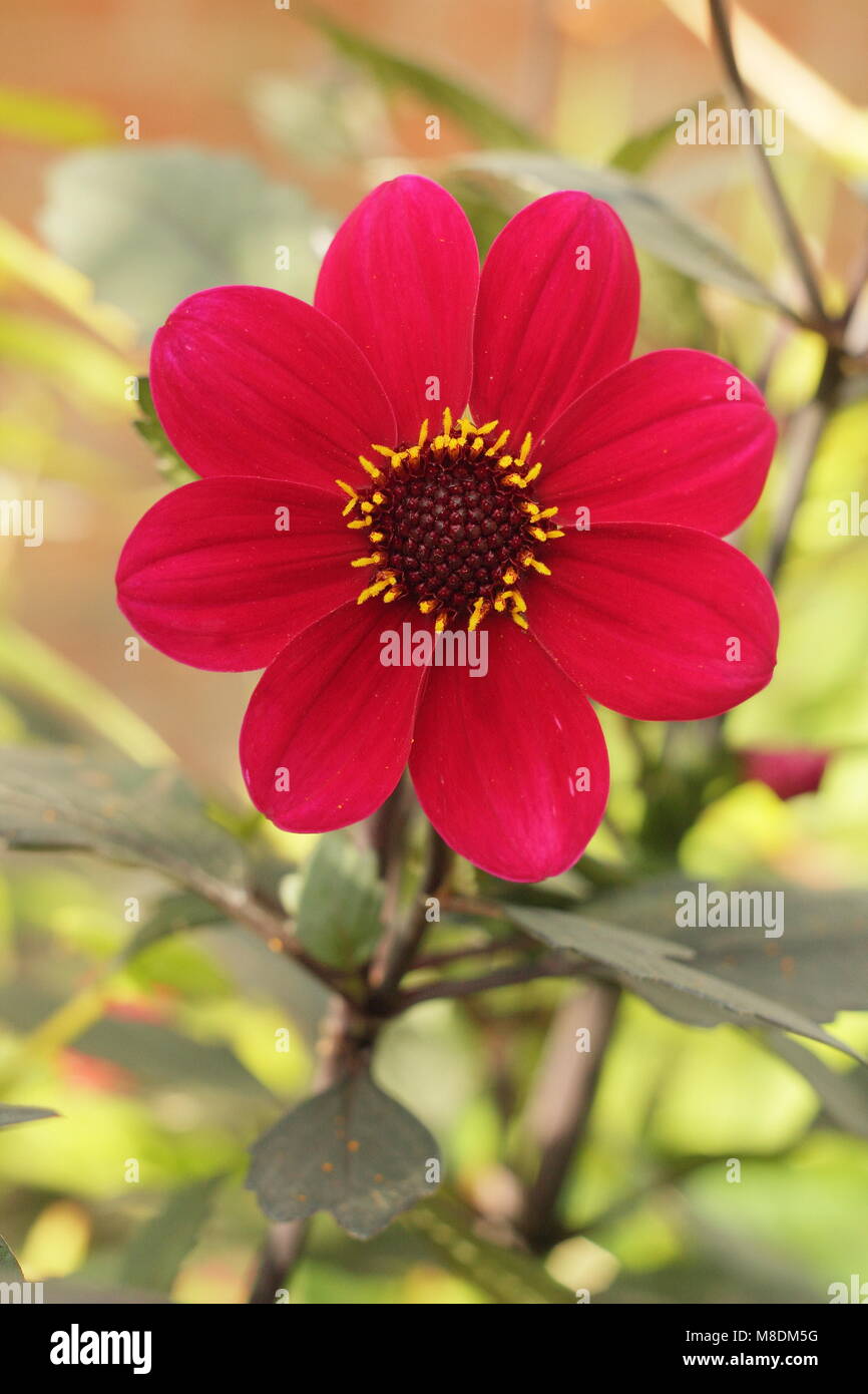 Dahlia 'Happy Singe Romeo' in flower in the summer border of an English ...