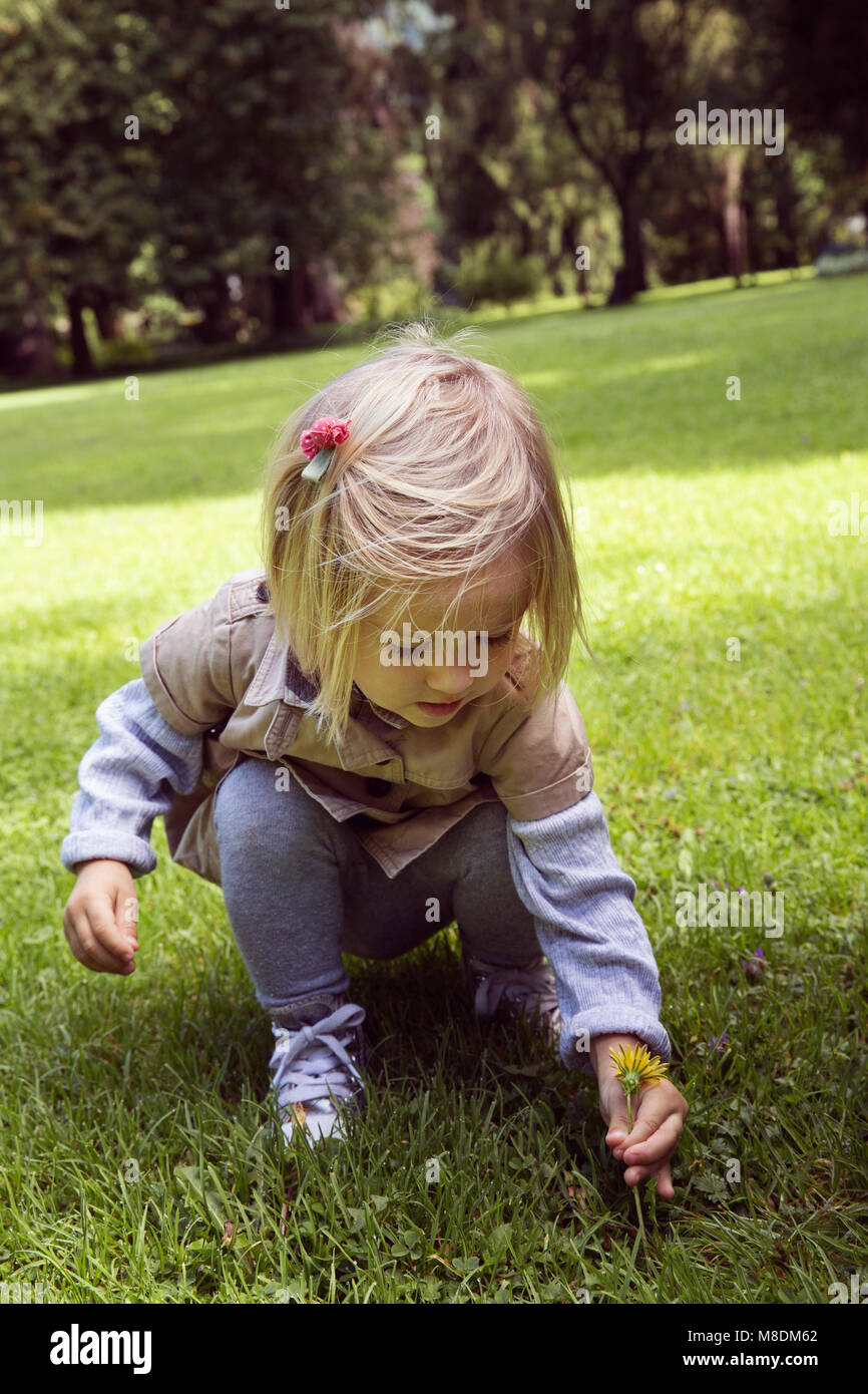 Female toddler crouching to pick dandelion in park Stock Photo - Alamy