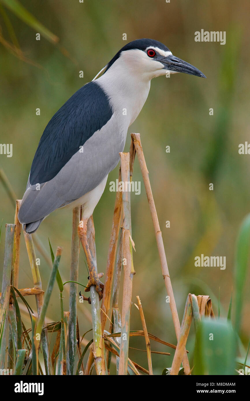 Kwak adult op tak; Black-crowned Night Heron adult on branch Stock ...