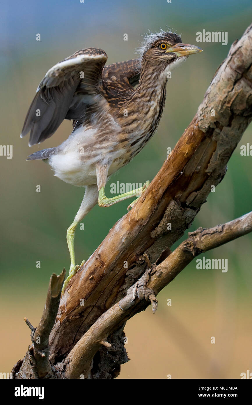 Kwak onvolwassen lopend op tak; Black-crowned Night Heron juvenile ...