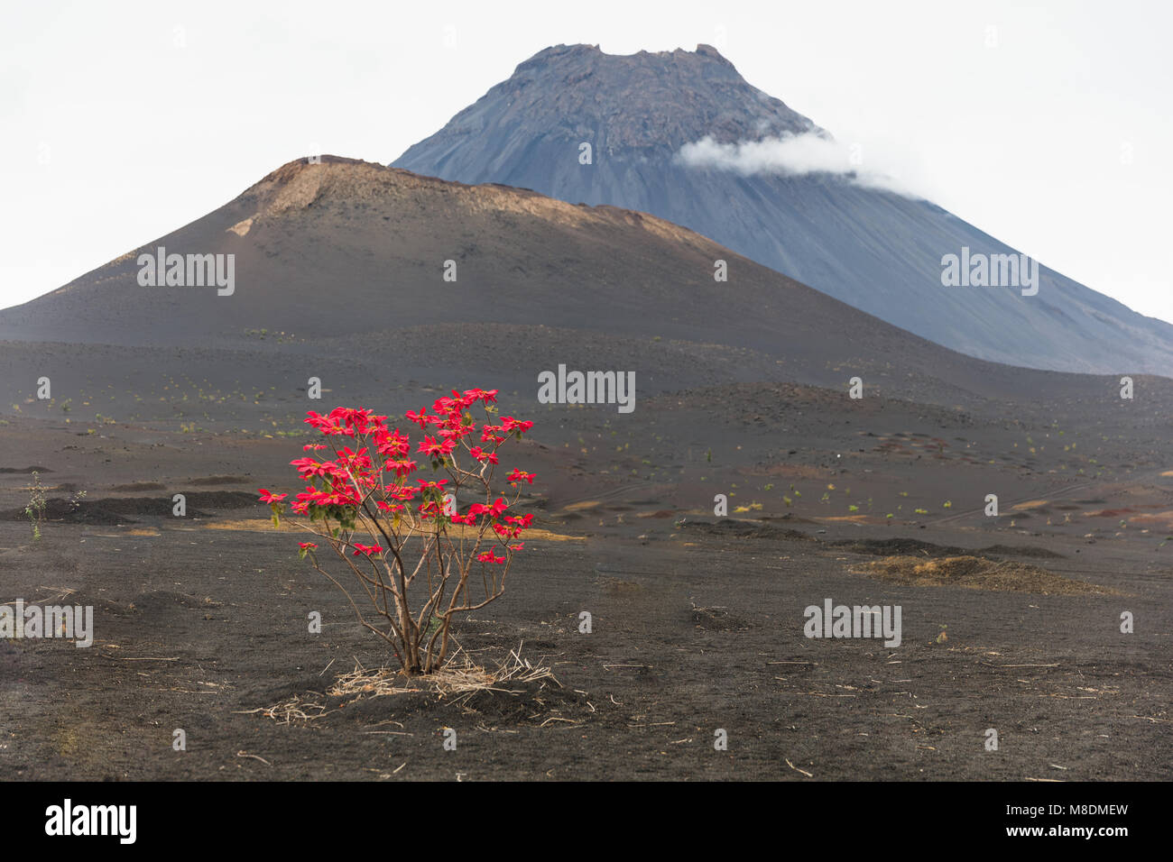 Red leaves growing on tree by volcano, Fogo, Cape Verde, Africa Stock ...