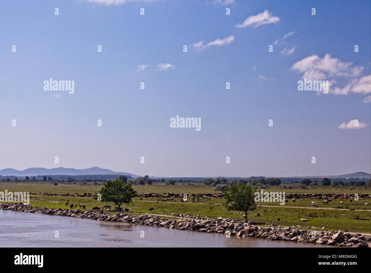 DANUBE DELTA CATTLE GRAZING AND MOUNTAINS IN THE BACKGROUND FROM ...