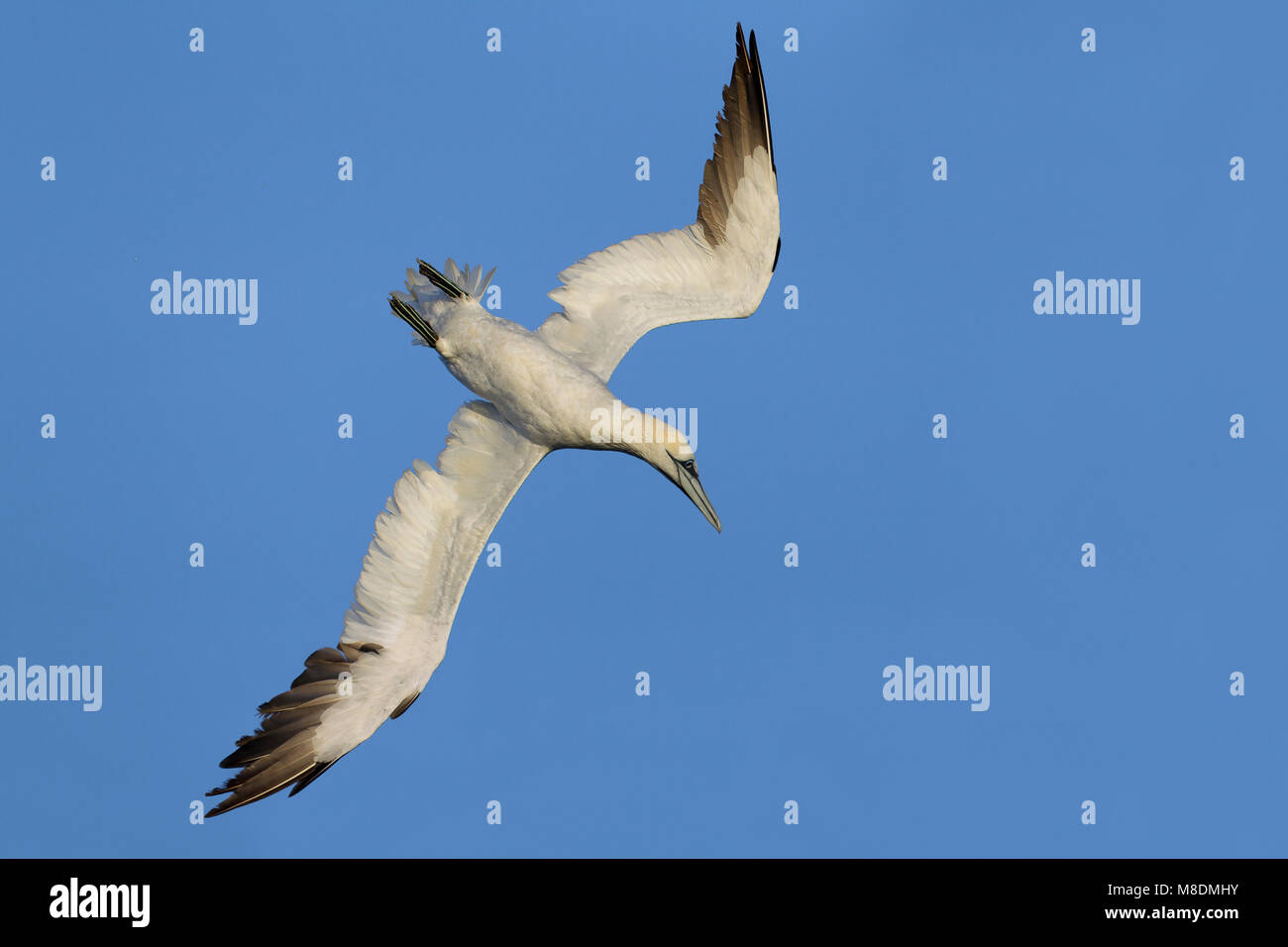 Northern gannet feeding hi-res stock photography and images - Alamy