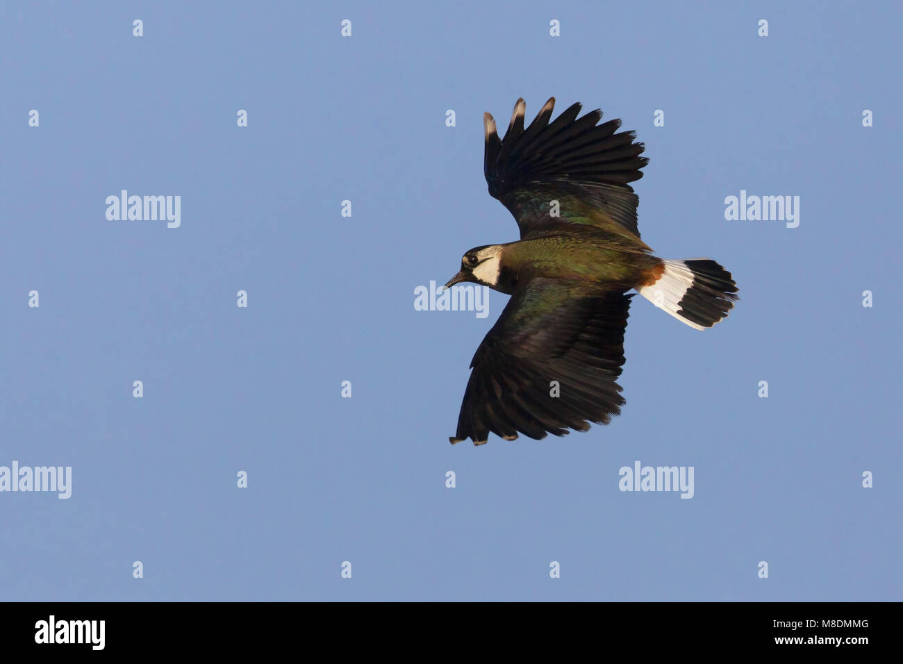 Kievit in vlucht, Northern Lapwing in flight Stock Photo - Alamy