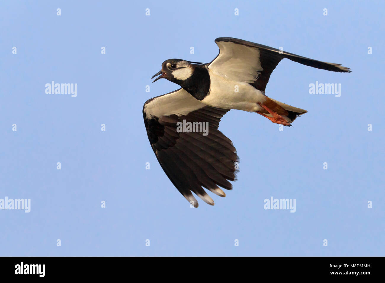 Kievit in vlucht, Northern Lapwing in flight Stock Photo - Alamy