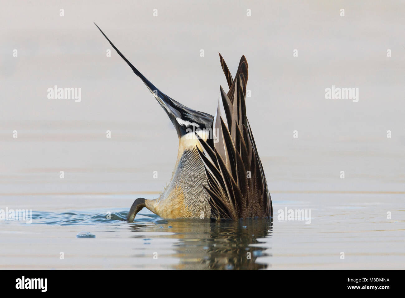 Grondelend mannetje Pijlstaart; Feeding male Northern Pintail Stock ...