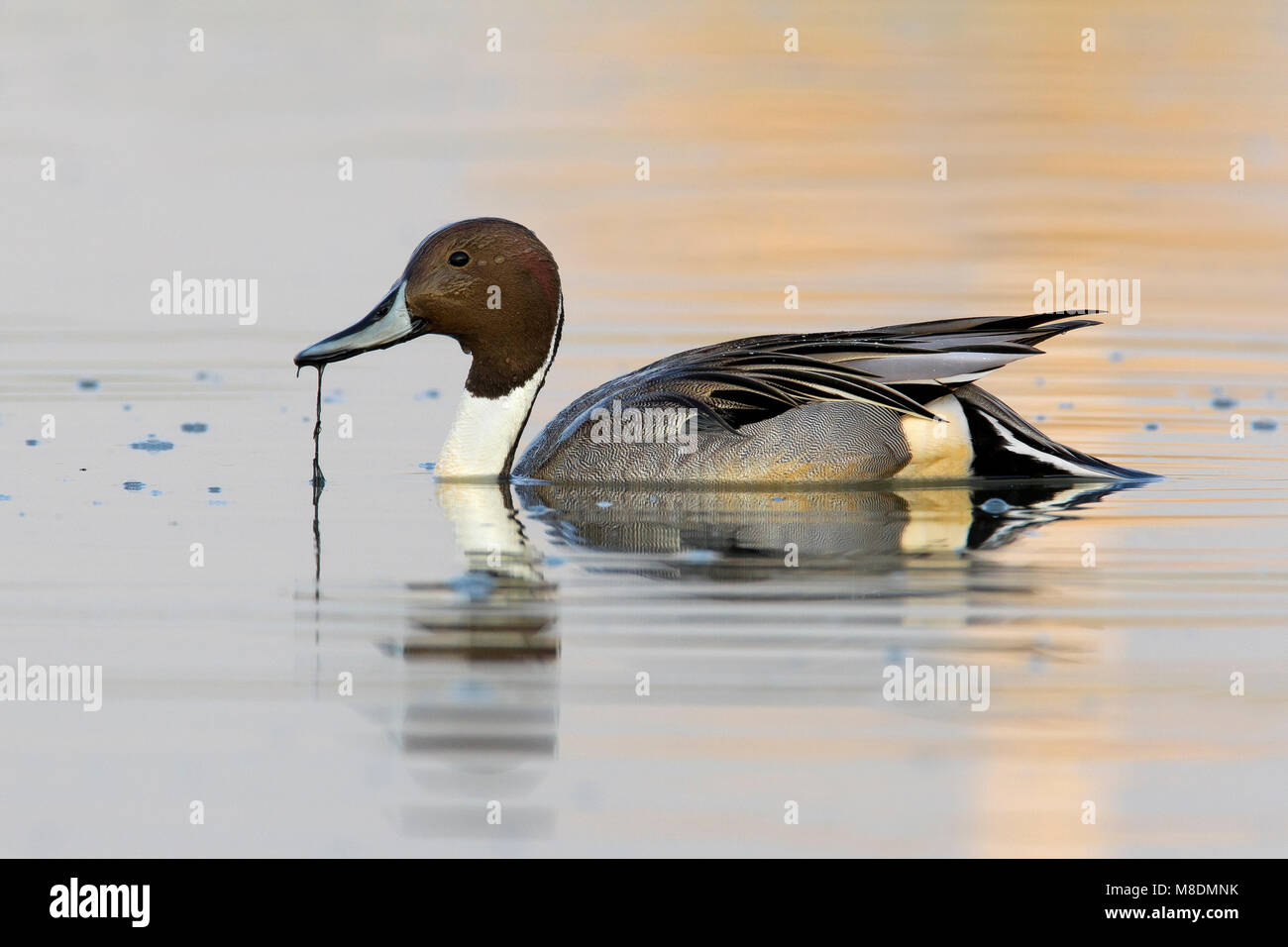 Zwemmend mannetje Pijlstaart; Swimming male Northern Pintail Stock ...