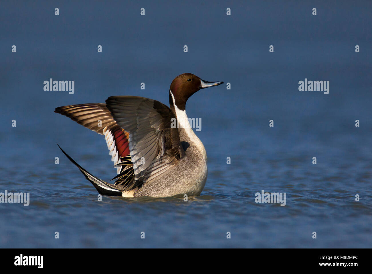 Mannetje Pijlstaart met vleugels slaand; Male Northern Pintail flapping ...