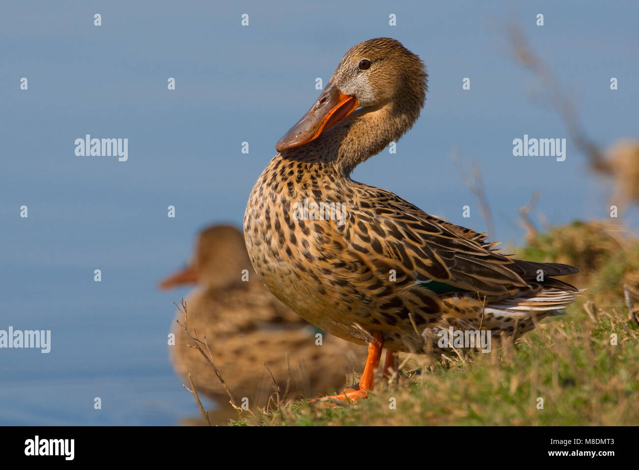 Female Northern Shoveler High Resolution Stock Photography and Images - Alamy