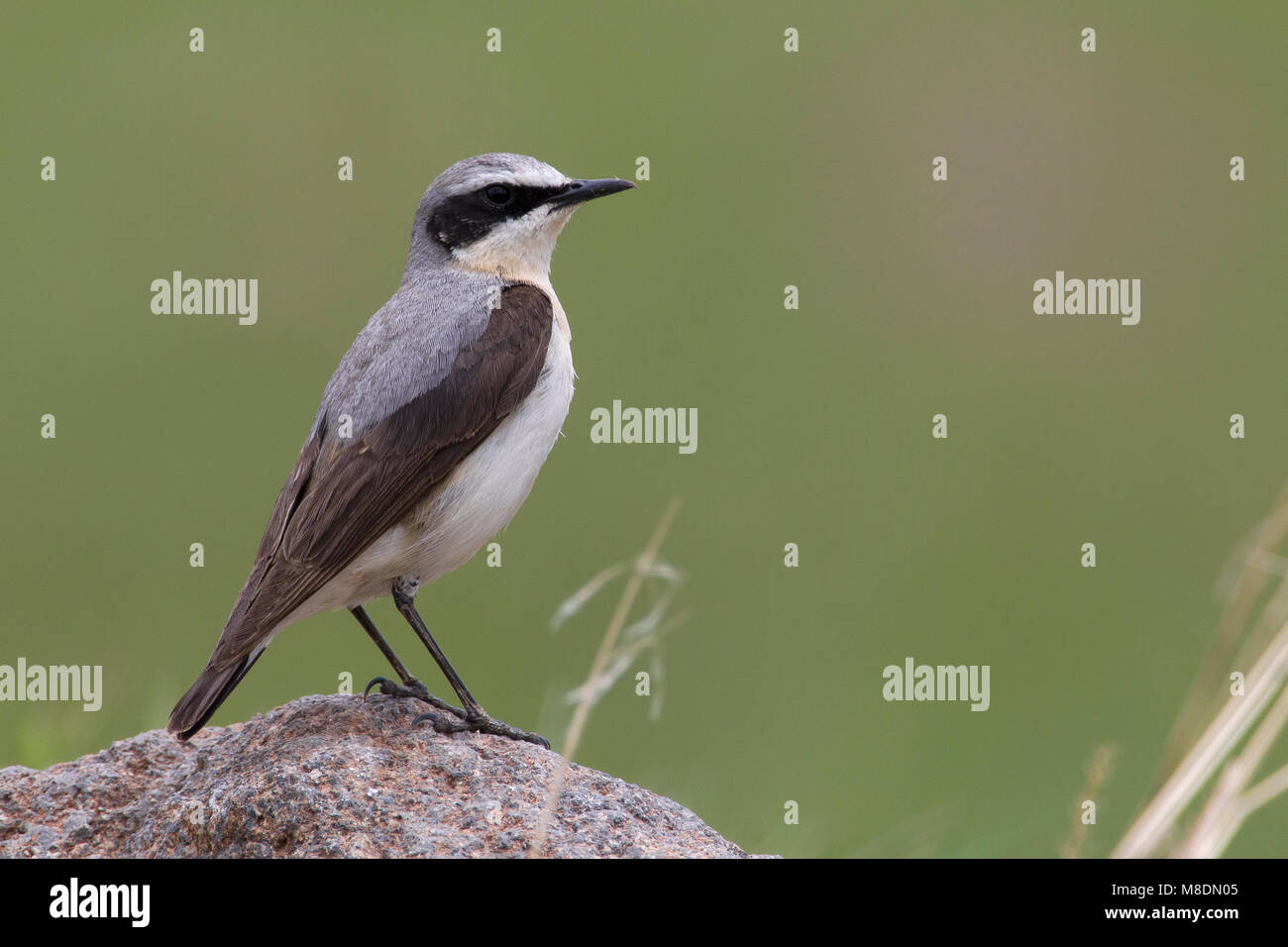 Male northern wheatear hi-res stock photography and images - Alamy