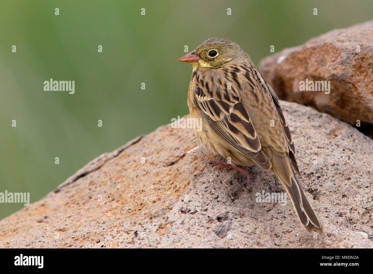 Vrouwtje Ortolaan; Female Ortolan Bunting Stock Photo - Alamy