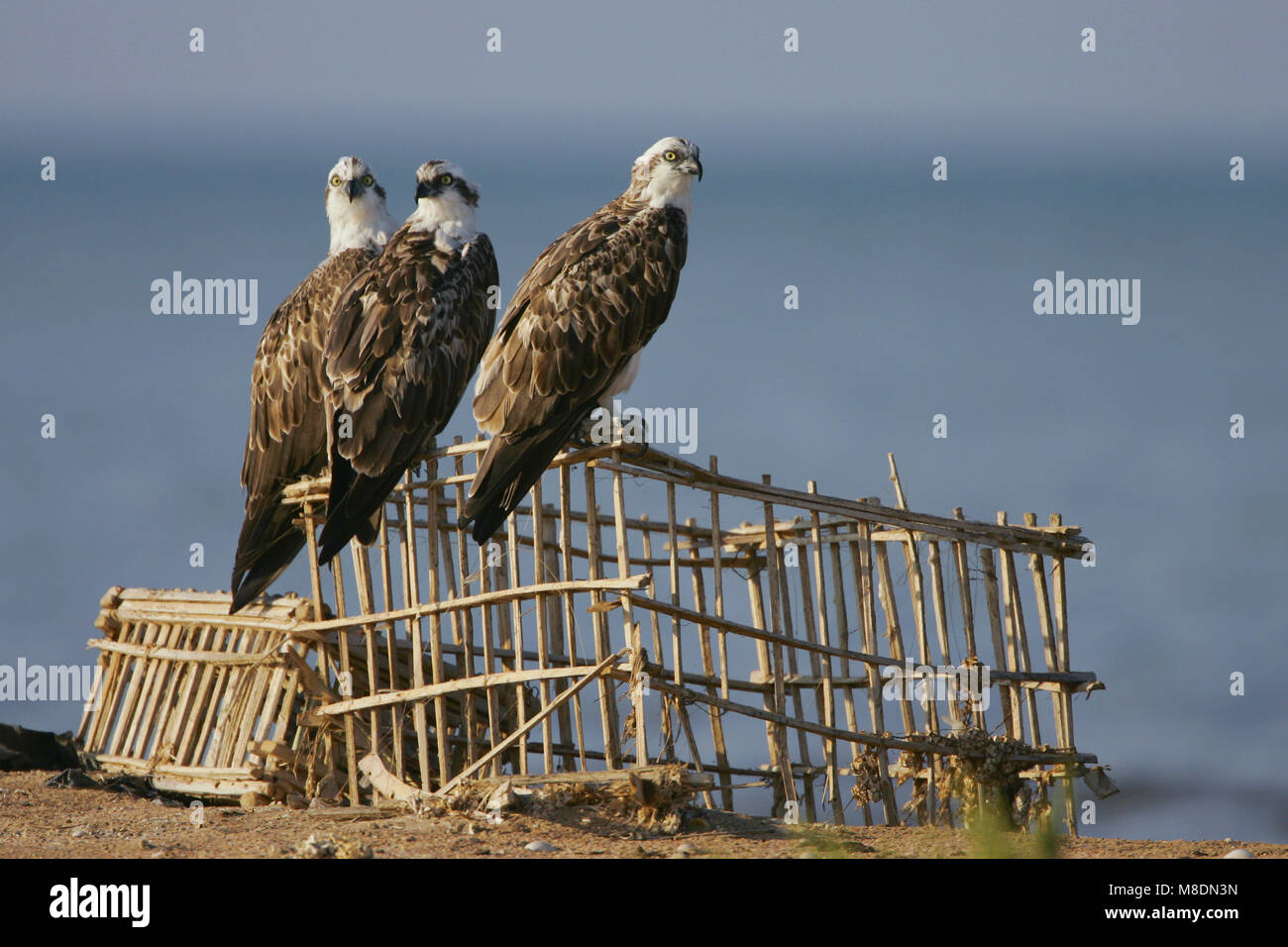 Visarend High Resolution Stock Photography and Images - Alamy