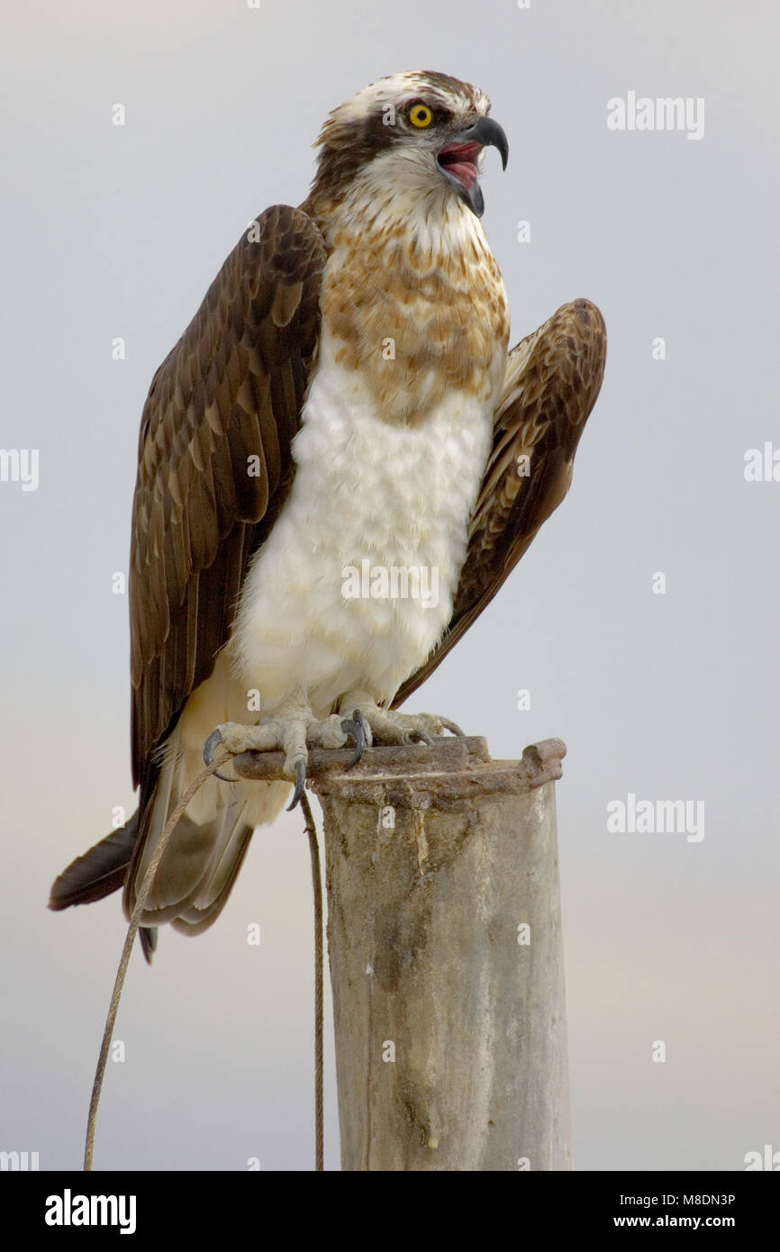 Visarend High Resolution Stock Photography and Images - Alamy