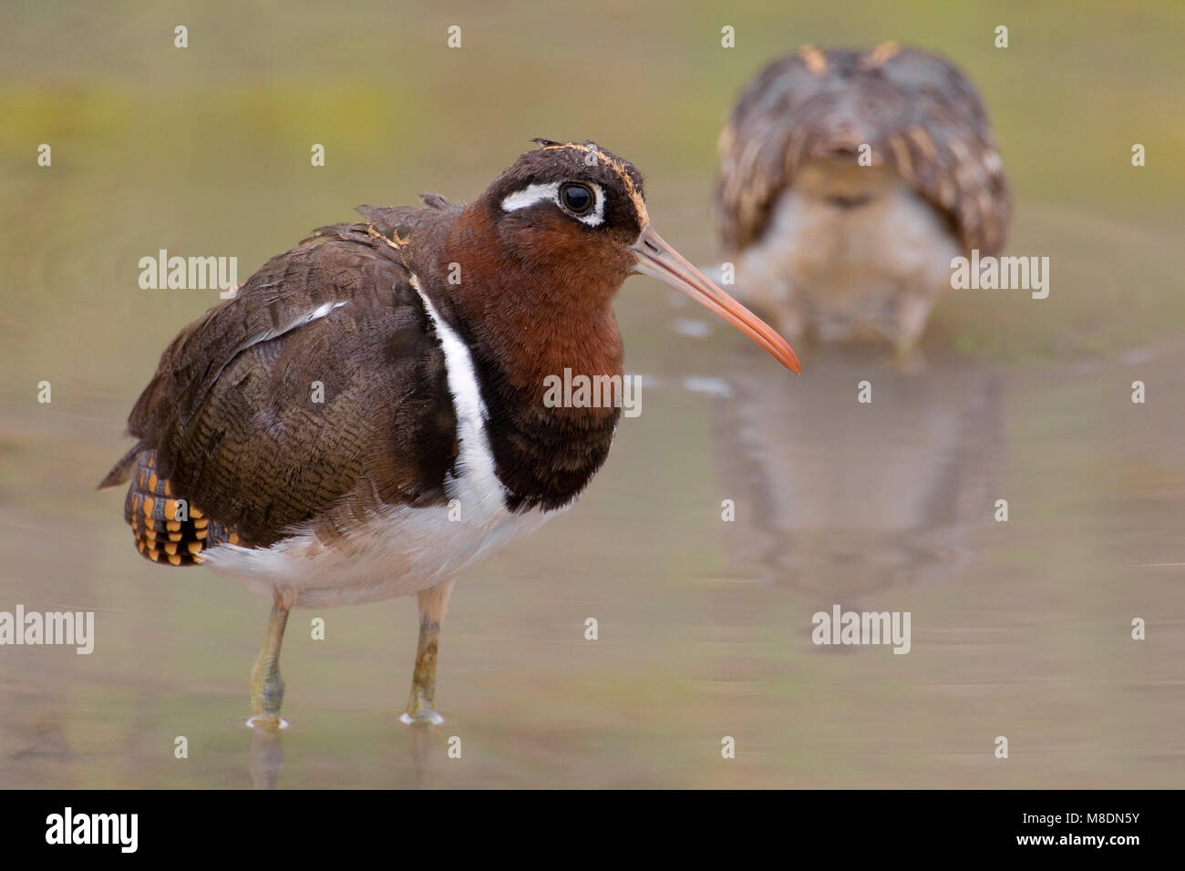 Vrouwtje Goudsnip; Female Greater Painted Snipe Stock Photo - Alamy