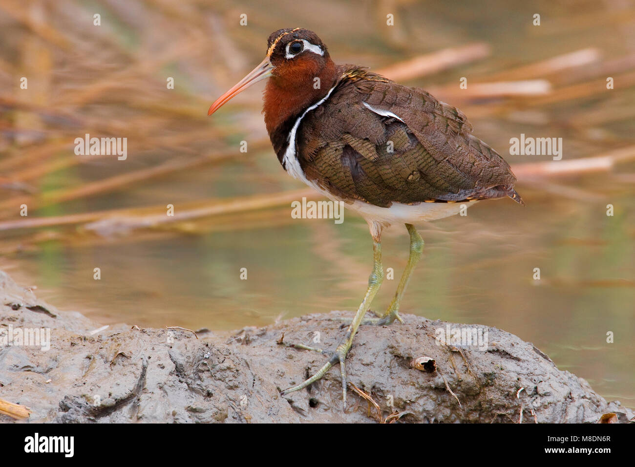 Vrouwtje Goudsnip; Female Greater Painted Snipe Stock Photo - Alamy